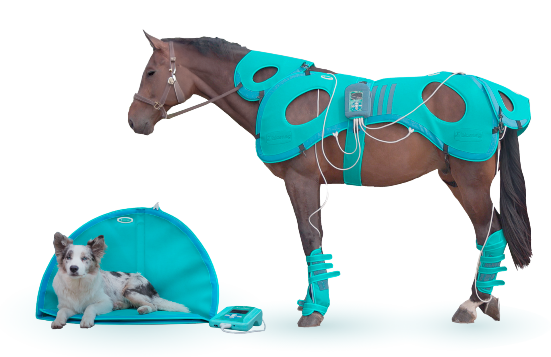 Magnetoterapia veterinaria | Tecnología única para su perro